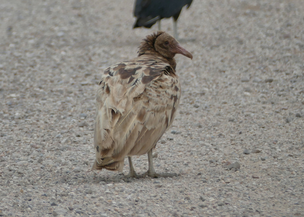 Black Vulture from Brazoria County, TX, USA on March 16, 2020 at 09:46 ...