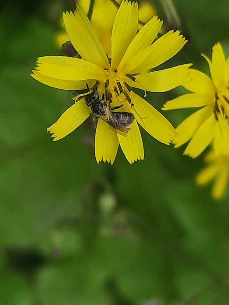 Black Reed Bees from 蓮澳村, Tai Po, Hong Kong on April 29, 2023 at 10:52 ...