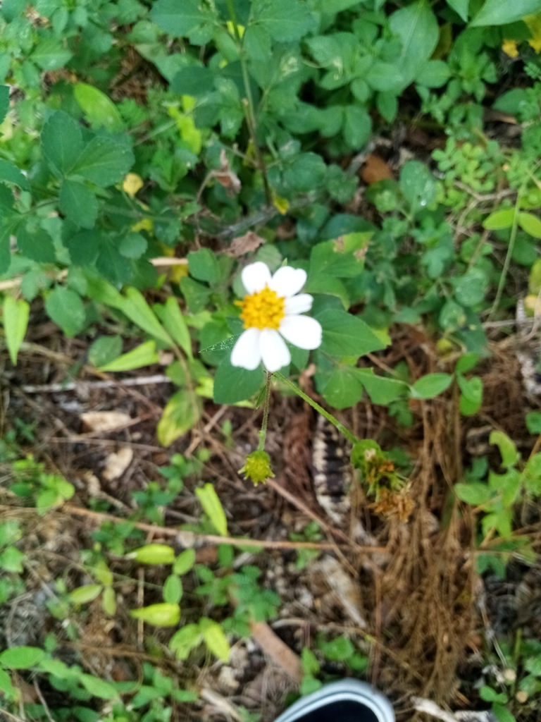 White beggarticks from Carmen, MX-CM, MX on April 28, 2023 at 07:57 AM ...