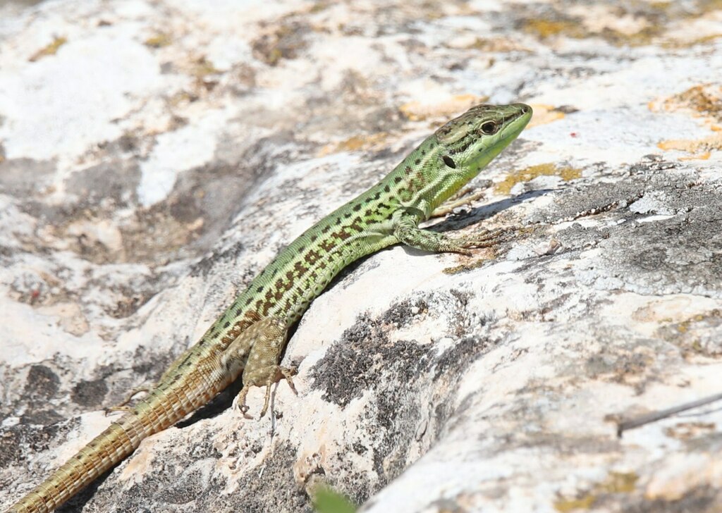 Sicilian Wall Lizard in April 2023 by Luca Boscain · iNaturalist