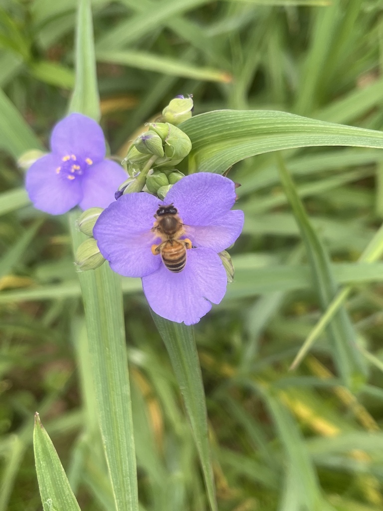 Western Honey Bee from Blackjack Rd, Starkville, MS, US on April 29 ...