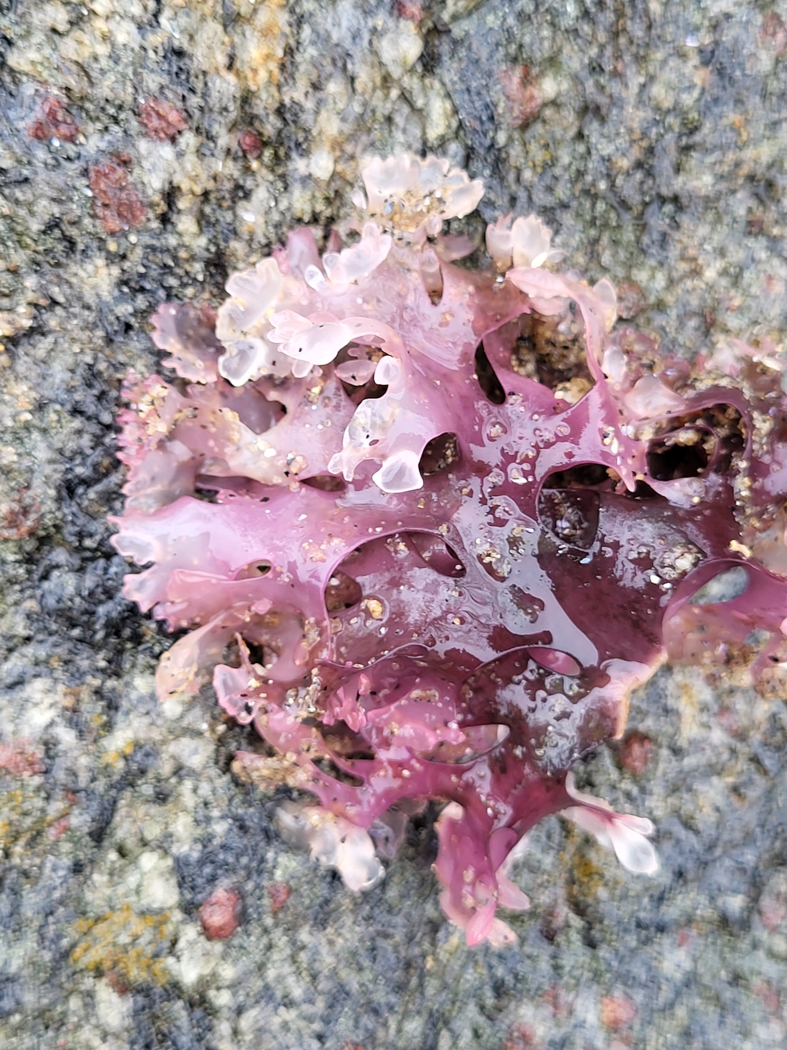 Chondrus crispus Stackhouse