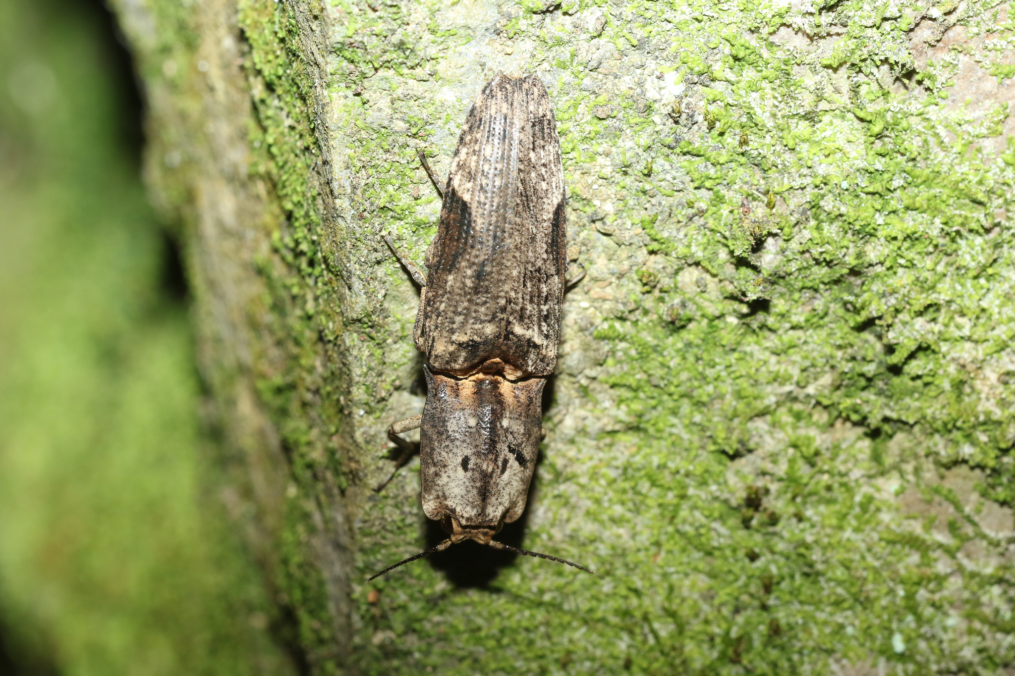 Cryptalaus larvatus