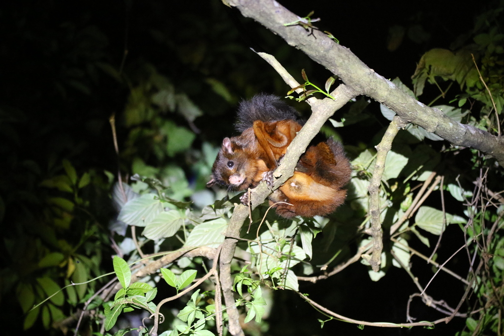 Taiwan Giant Flying Squirrel from 新埔飛龍步道 on April 29, 2023 at 07:35 PM ...