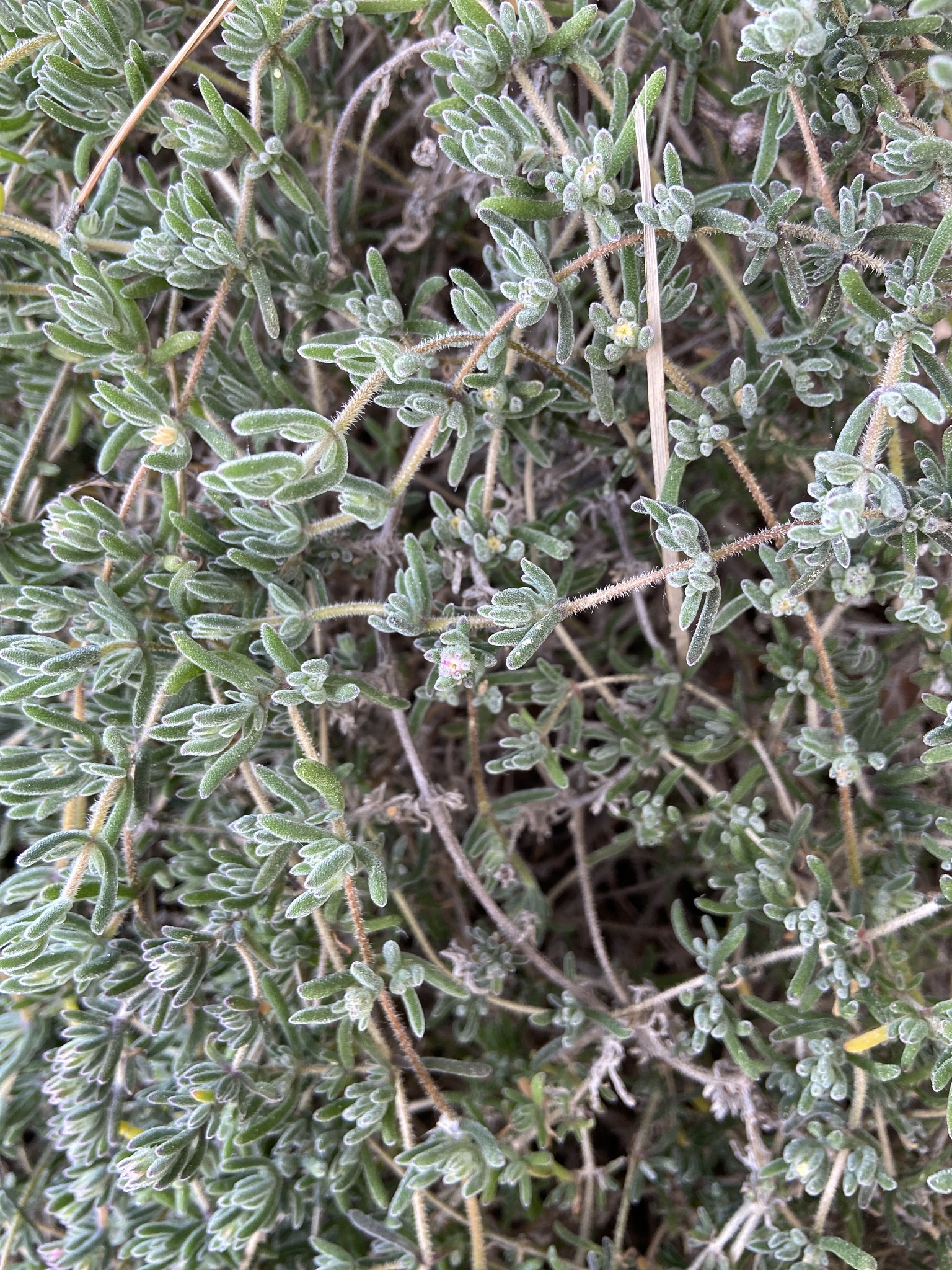 Drosanthemum floribundum (Haw.) Schwantes