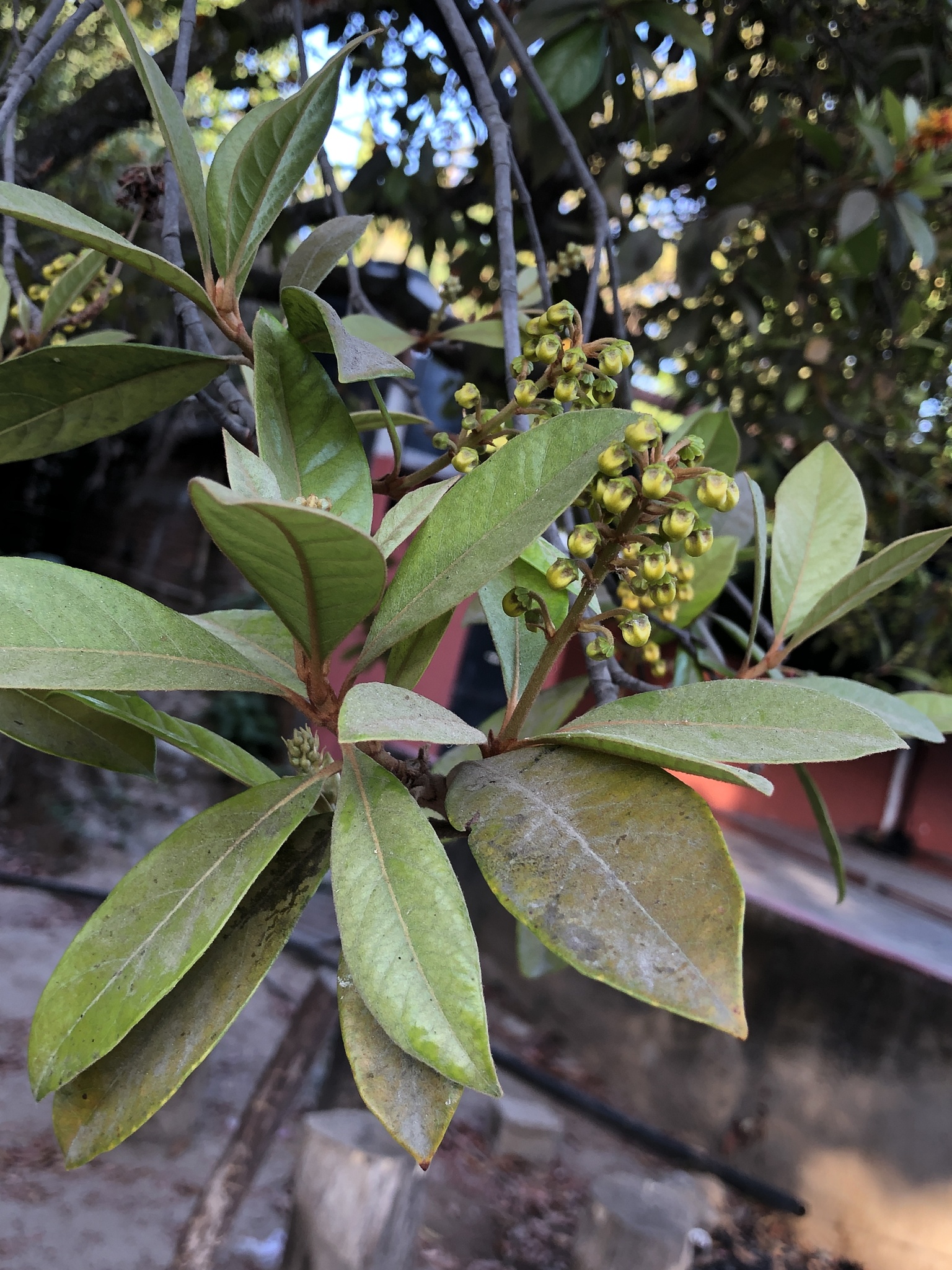 Byrsonima crassifolia (L.) Kunth