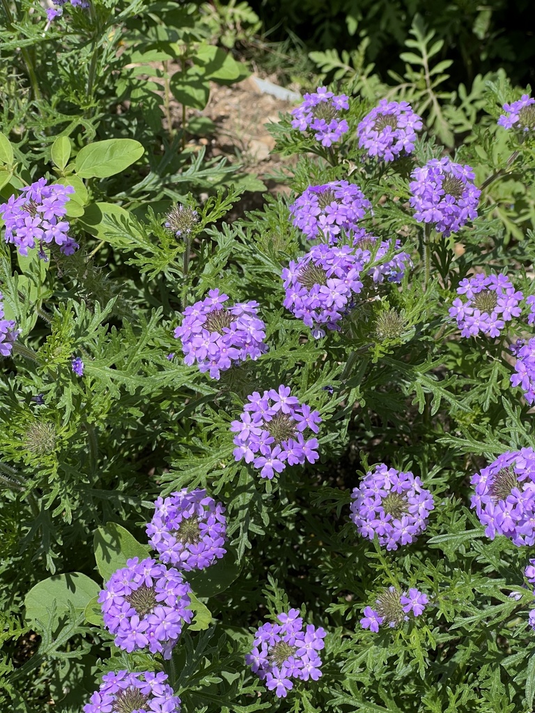 Dakota mock vervain from E 51st St, Austin, TX, US on April 11, 2023 at ...