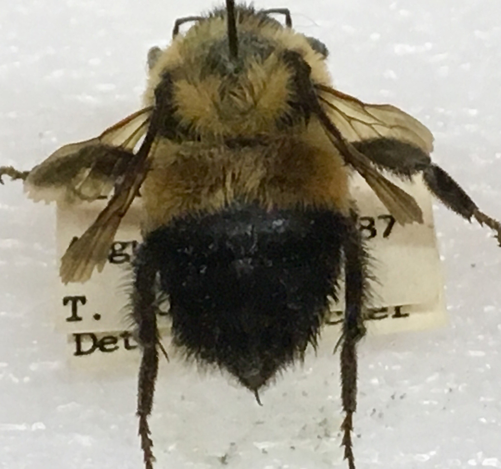 Rusty-patched Bumble Bee in August 1987 by Linda Gilbert. photo ...