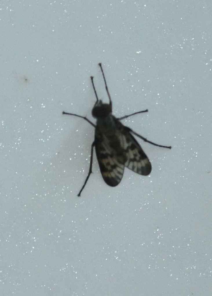 Lesser Variegated Snipe Fly from Albemarle County, VA, USA on April 29 ...