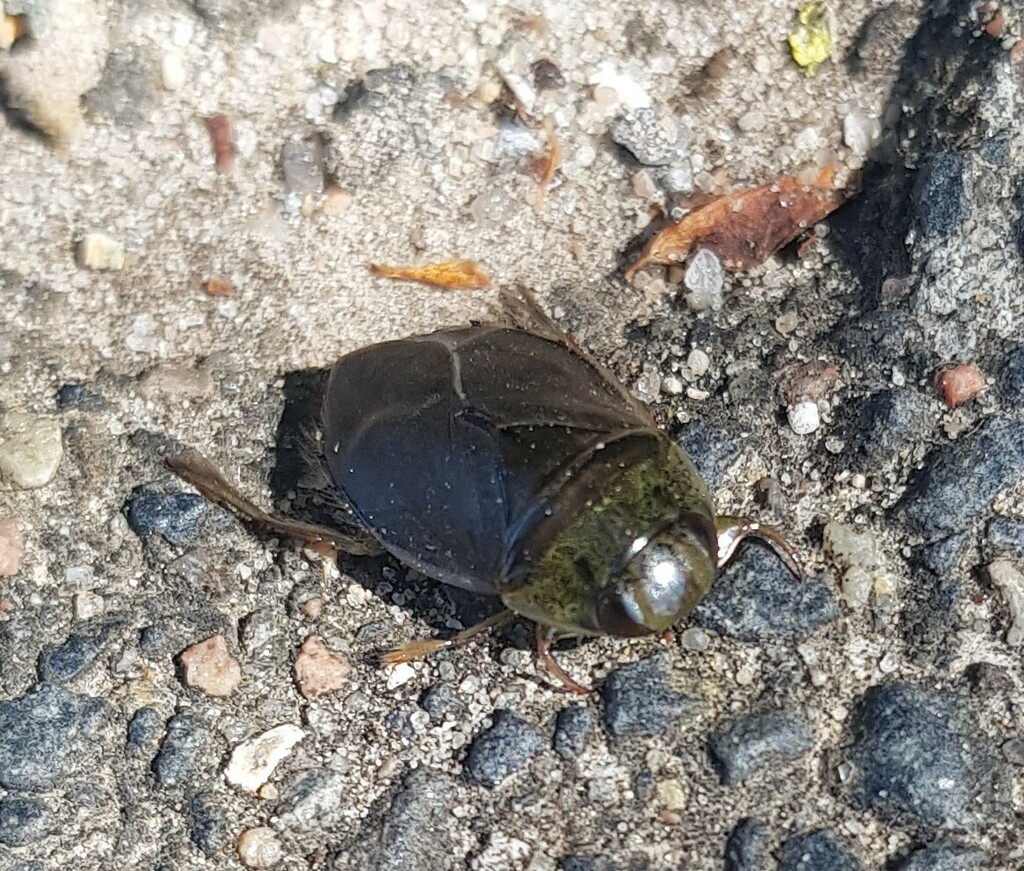 saucer bug from 24211 Preetz, Deutschland on April 29, 2023 at 01:00 PM ...