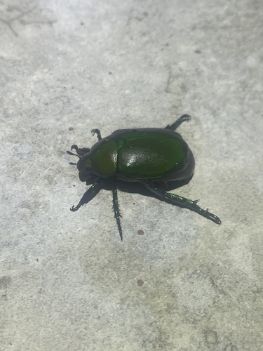 Anomala monochroa · iNaturalist