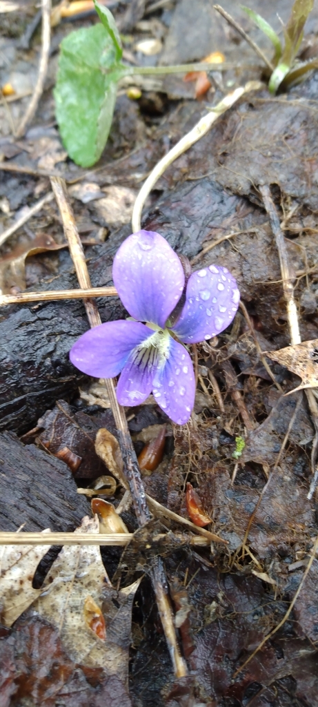 common blue violet from Erie, PA 16506, USA on April 29, 2023 at 12:20 ...