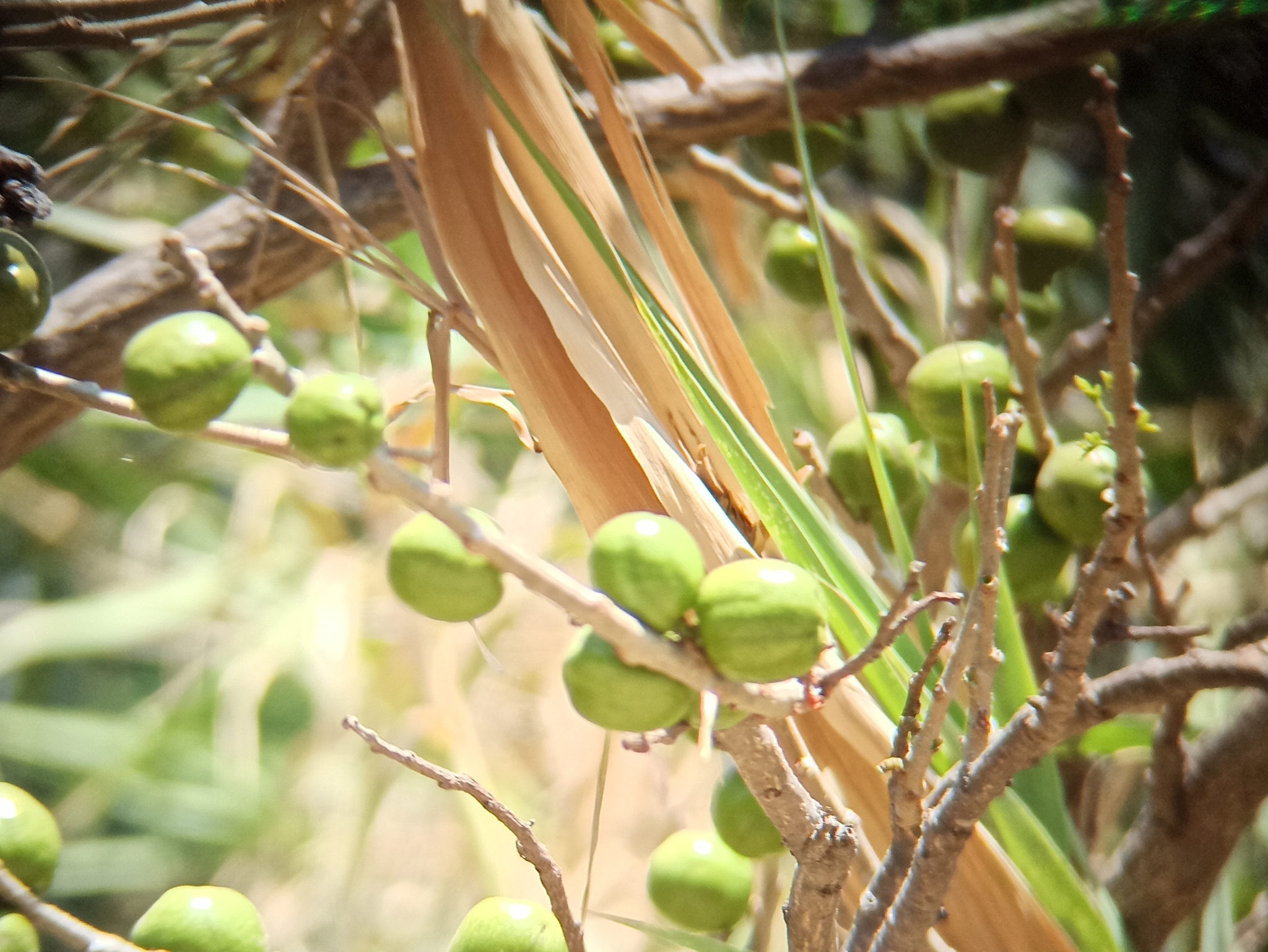 Spondias purpurea L.