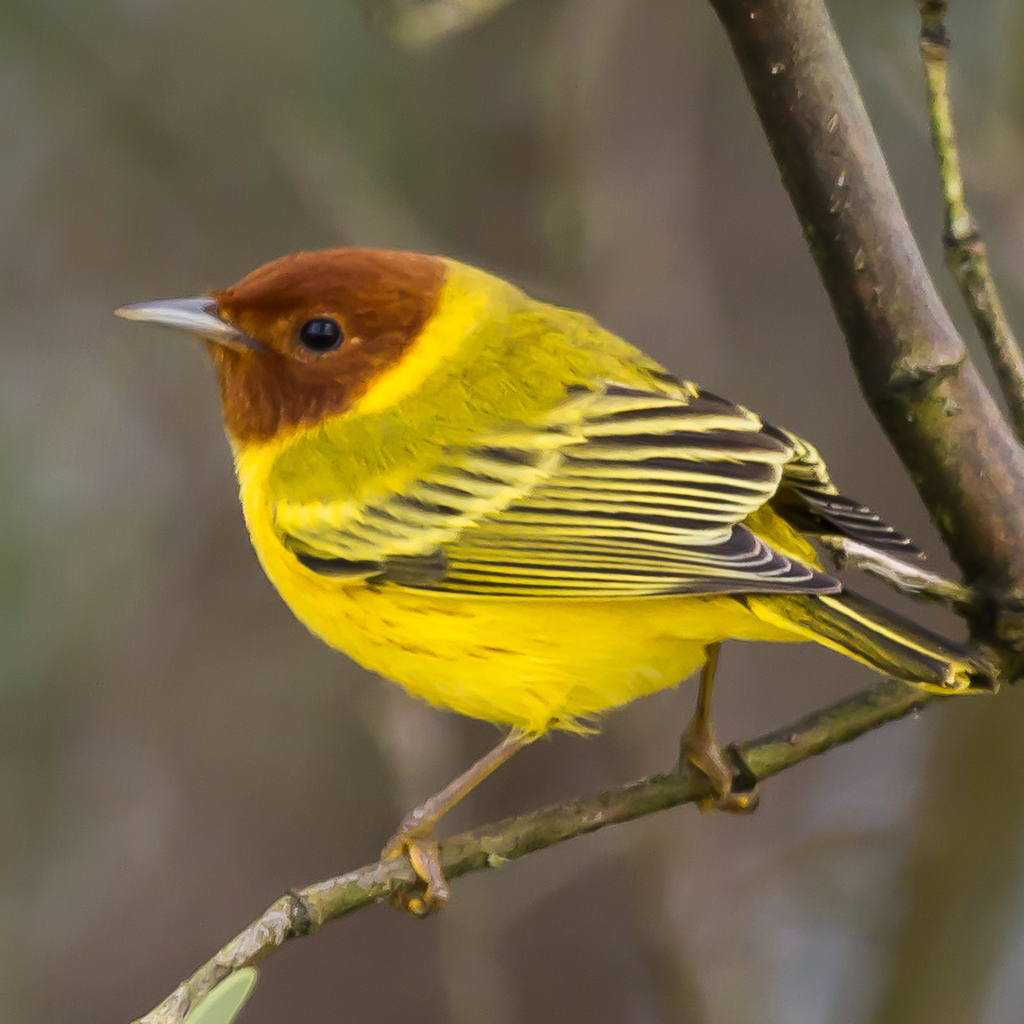 Mangrove Warbler [oraria] (Setophaga petechia oraria) - Avian Discovery