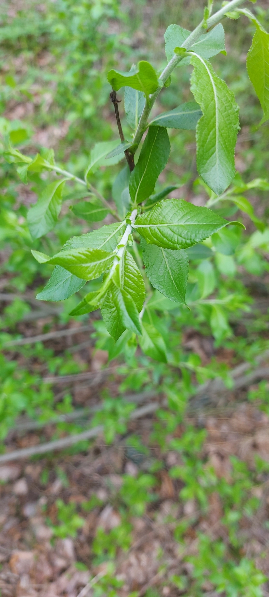 Salix myrsinifolia Salisb.