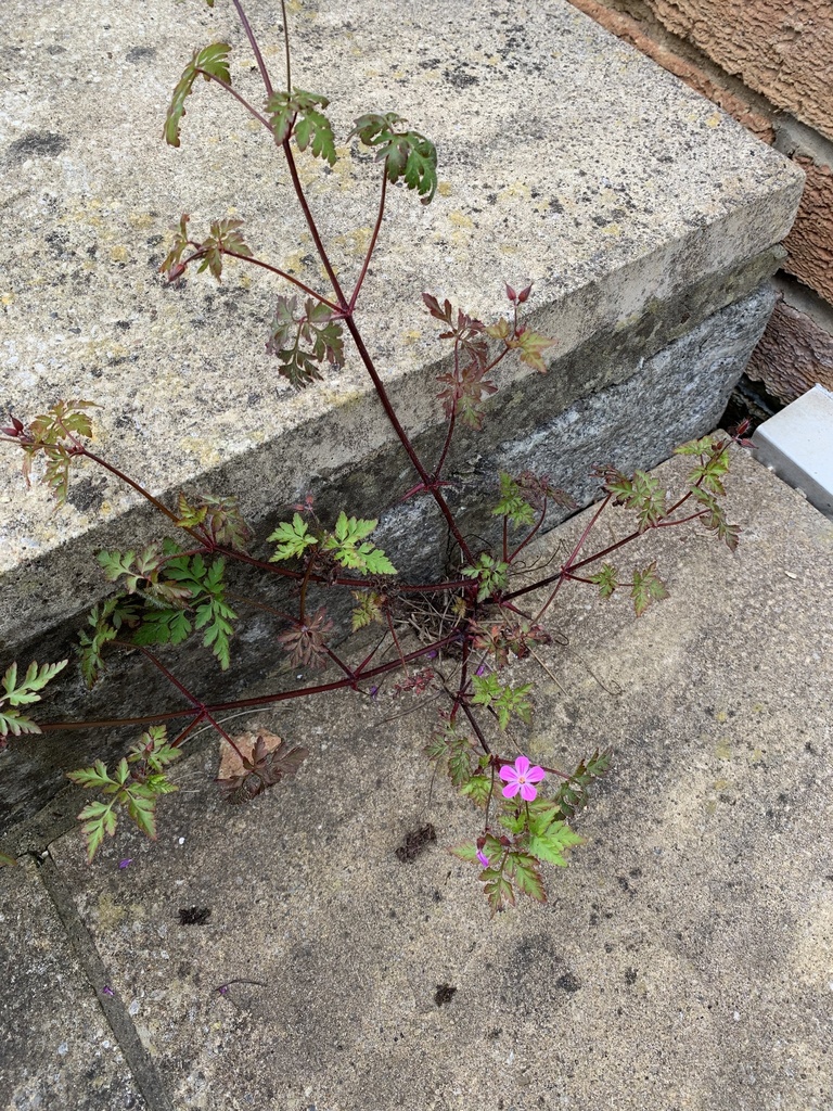 Herb Robert from Luker Ave, Henley-On-Thames, England, GB on April 29 ...
