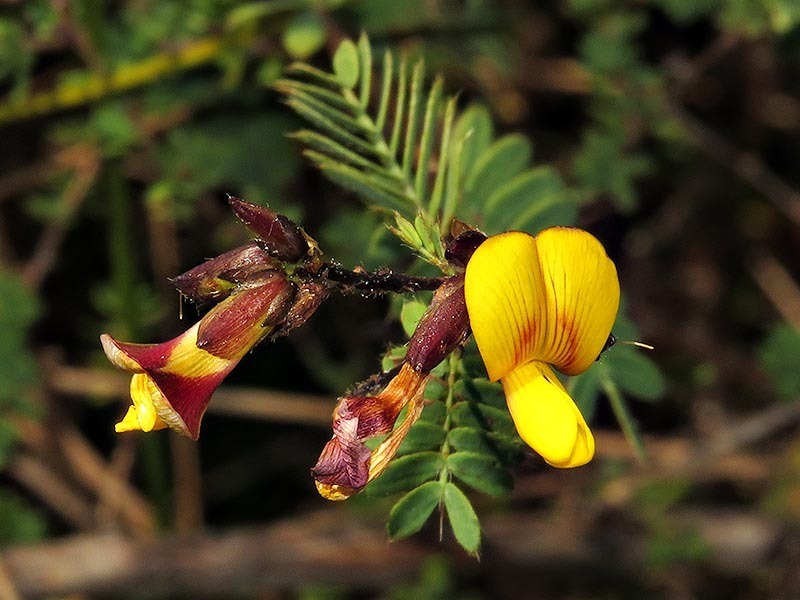 Smithia erubescens from Malolotja Nature Reserve, campsite vlei on ...