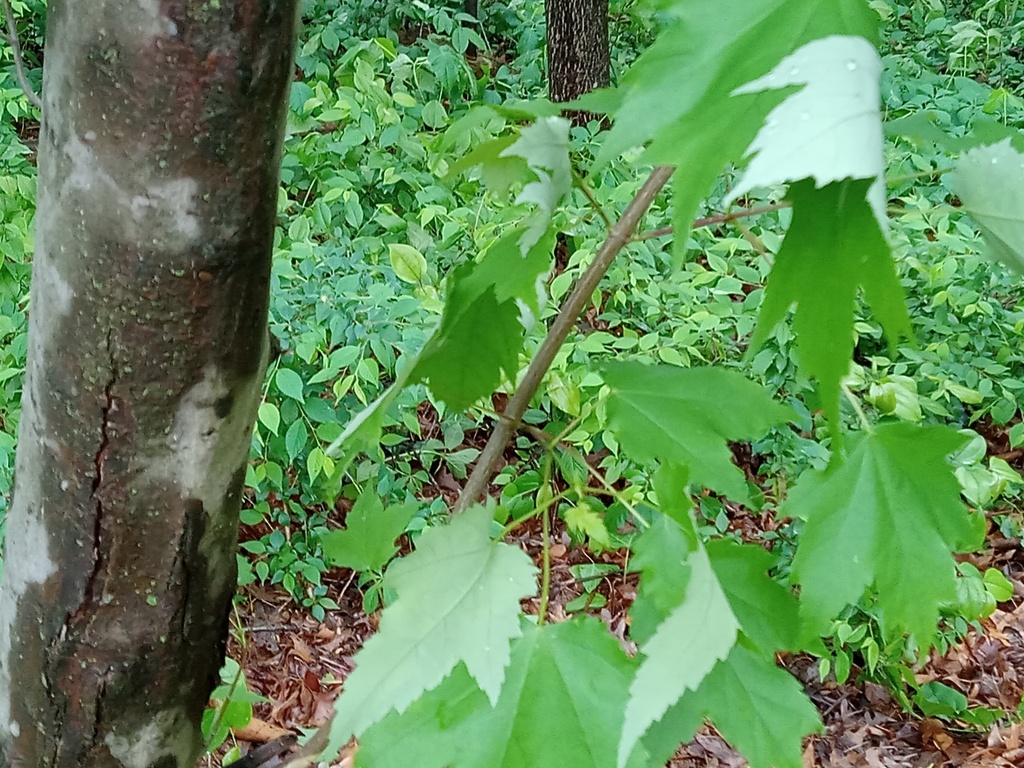 red maple from Fairfax County, VA, USA on April 29, 2023 at 12:04 PM by ...