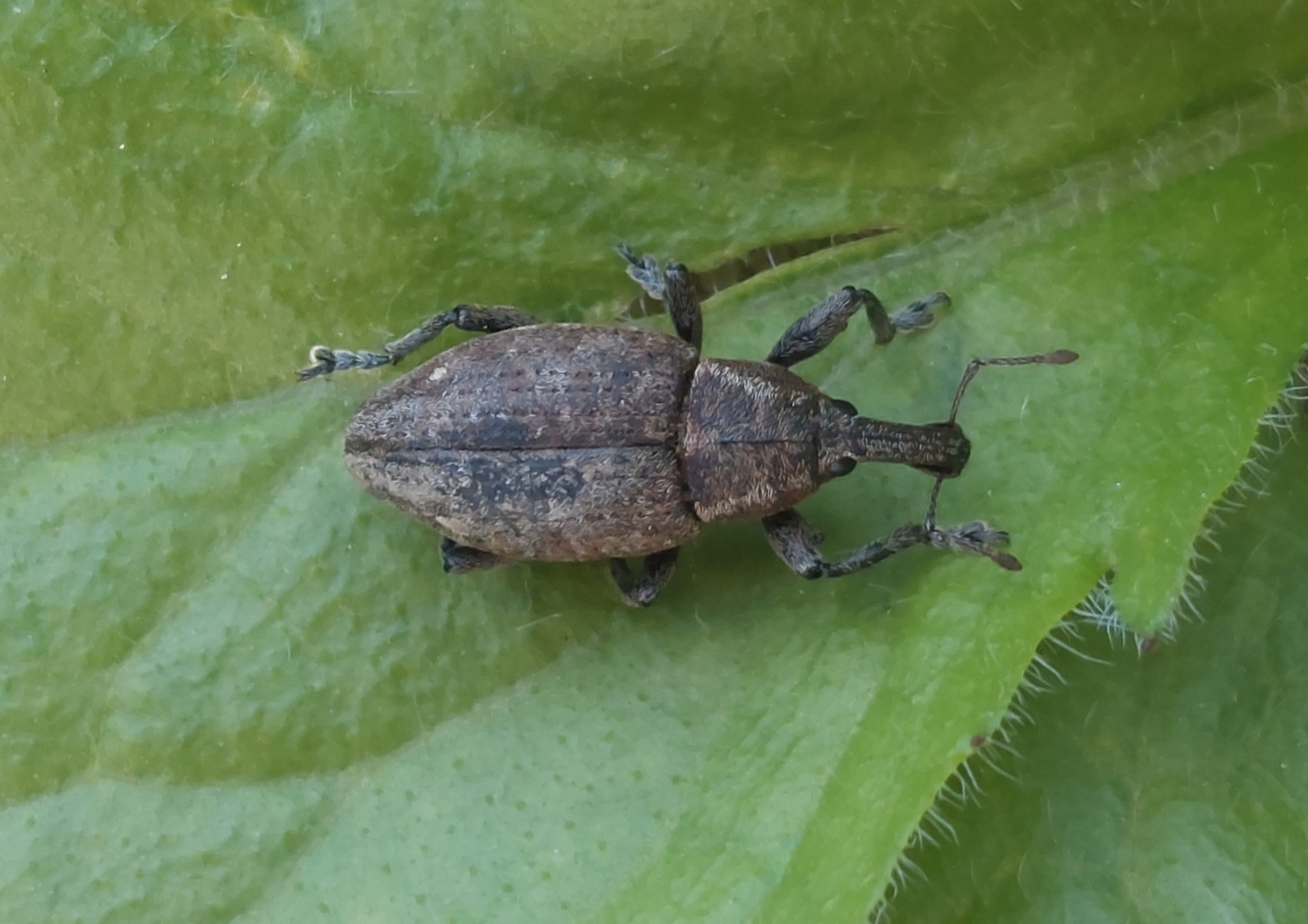 Lepyrus capucinus (J.G.Schaller, 1783)