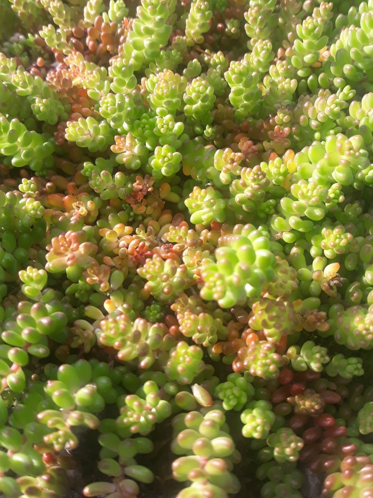 white stonecrop from Uxbridge UB8, UK on April 29, 2023 at 05:39 PM by ...