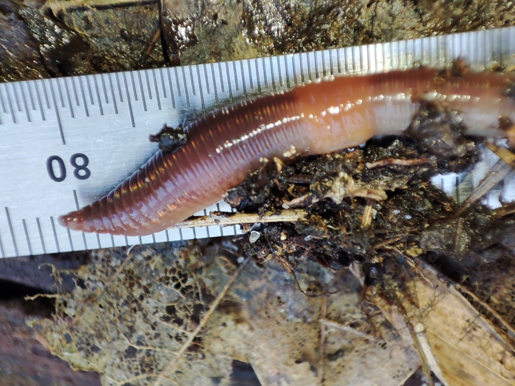 Redhead Worm from Borodians'kyi, UA-KV, UA on April 29, 2023 at 06:21 ...