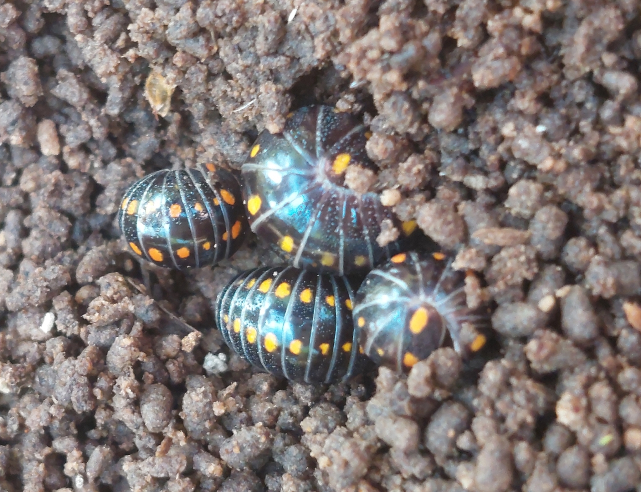 Glomeris pustulata (Fabricius, 1781)