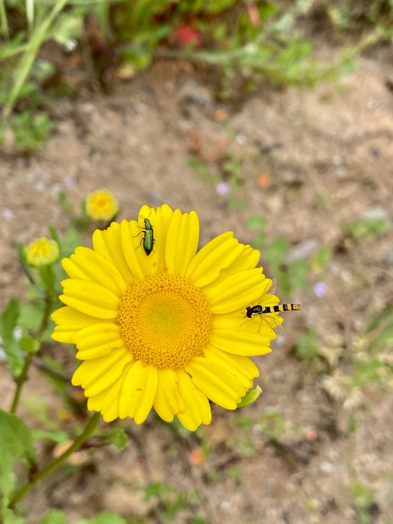Mediterranean Marigold from Almalaguês, Almalaguês, Centro, PT on April ...
