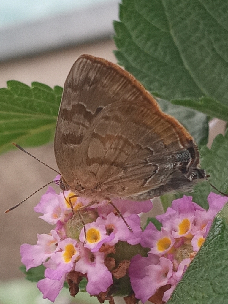 Rekoa palegon (Cramer, 1780)