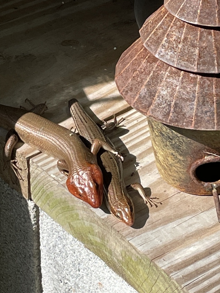 Broad-headed Skink from Stake Rd, Tabor City, NC, US on April 29, 2023 ...