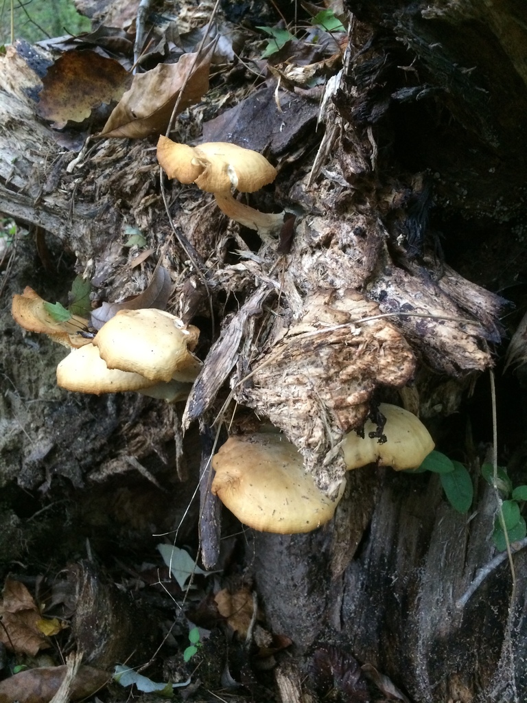 beech leech from Morgan Monroe State Forest, Unionville, IN, US on ...
