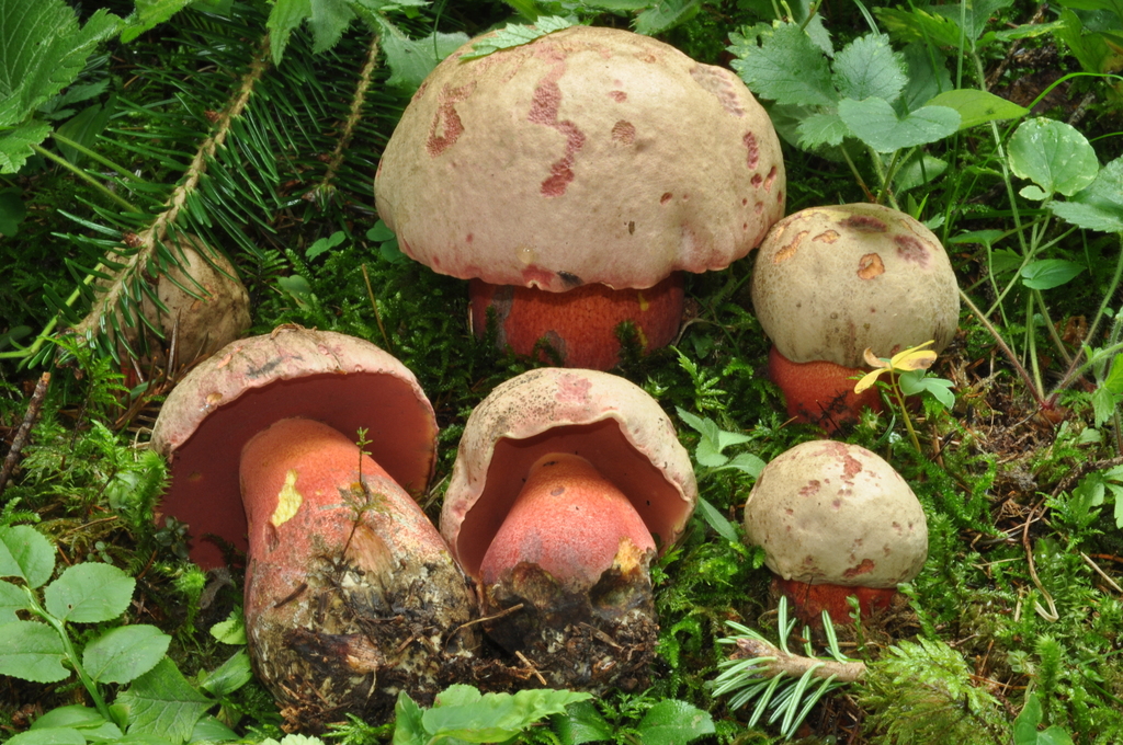 boletes and allies (SACF (Setia Alam Community Forest) Fungi Field ...