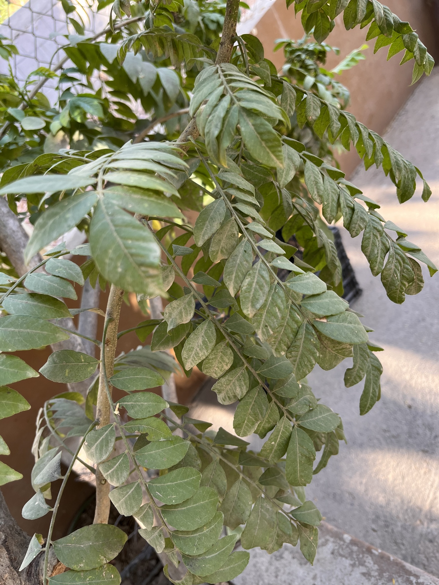 Spondias purpurea L.