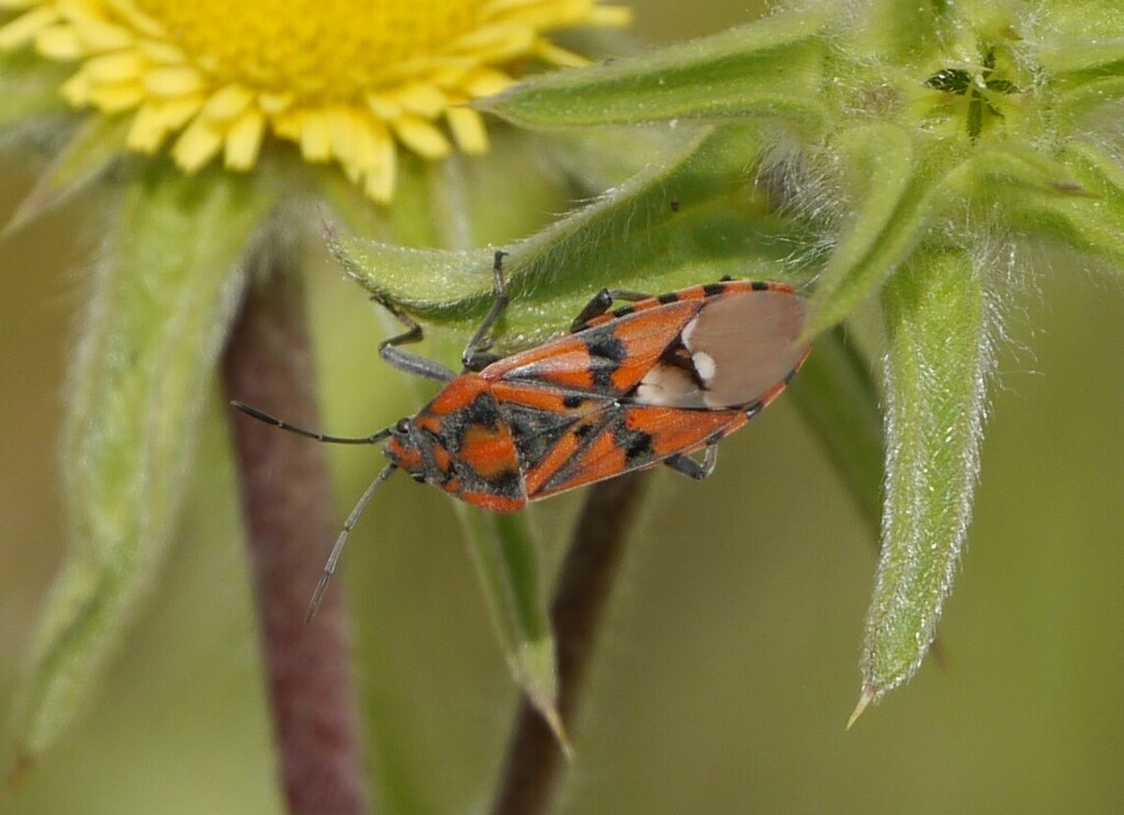 Spilostethus pandurus from Son Espanyol, Palma, Islas Baleares, España ...