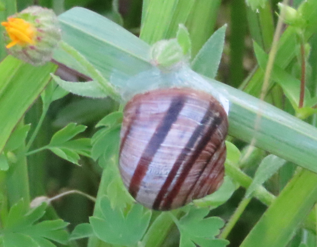 Boreal Snail from Western Greece, Greece on April 29, 2023 at 07:35 PM ...