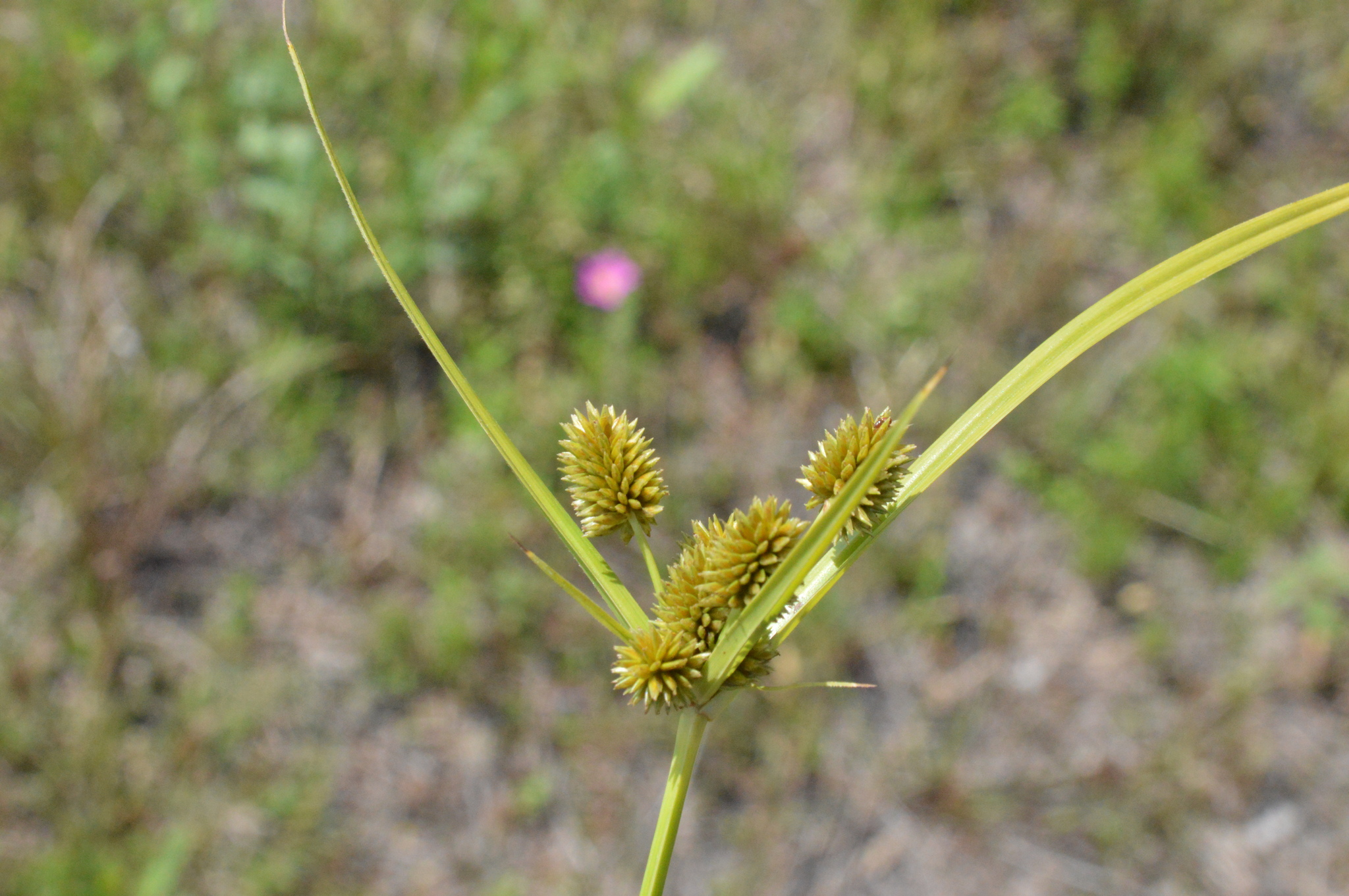 Cyperus retrorsus Chapm.