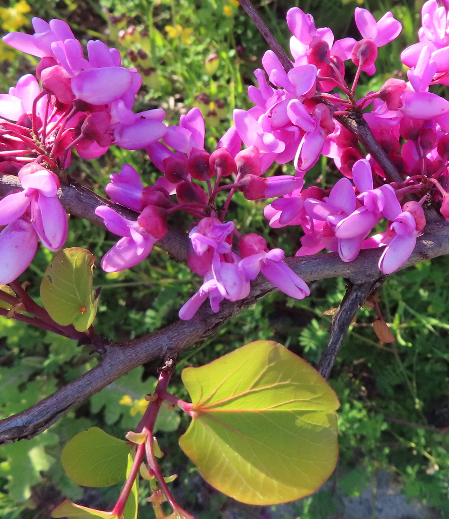 Judas-tree from Western Greece, Greece on April 29, 2023 at 06:36 PM by ...
