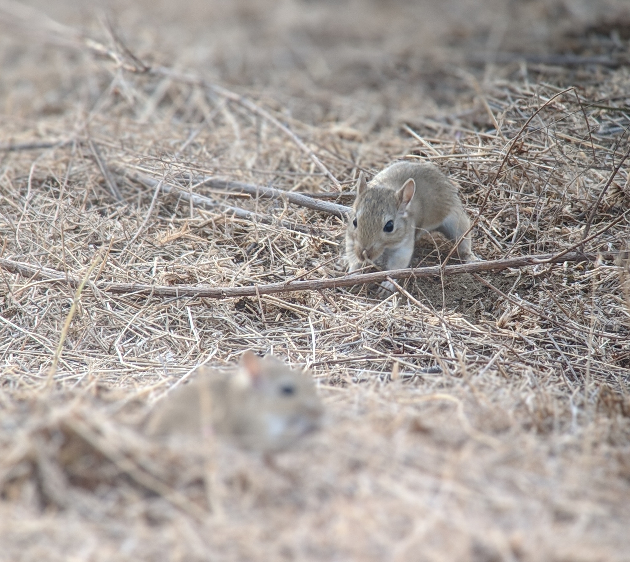 Meriones libycus Lichtenstein, 1823