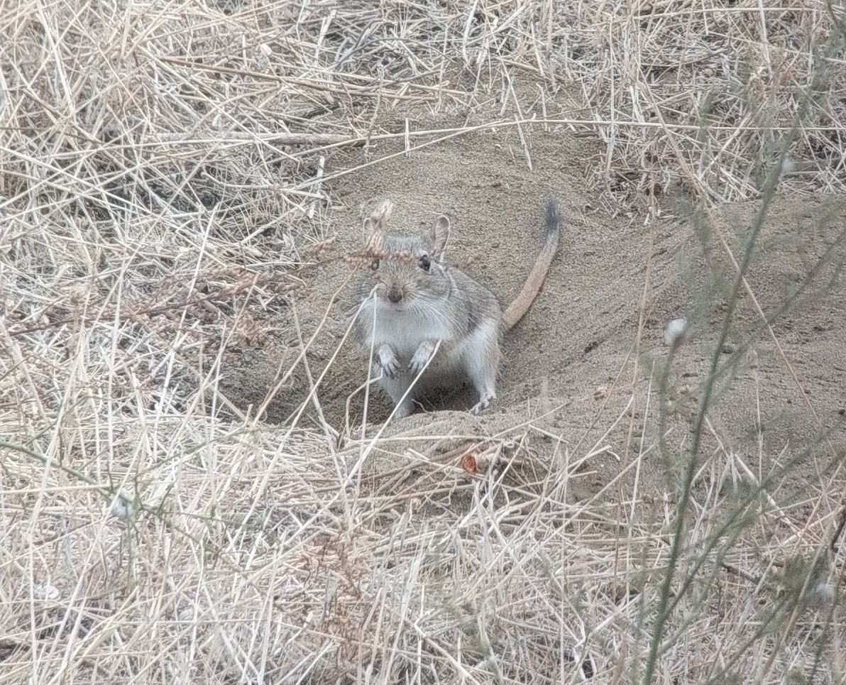 Meriones libycus Lichtenstein, 1823