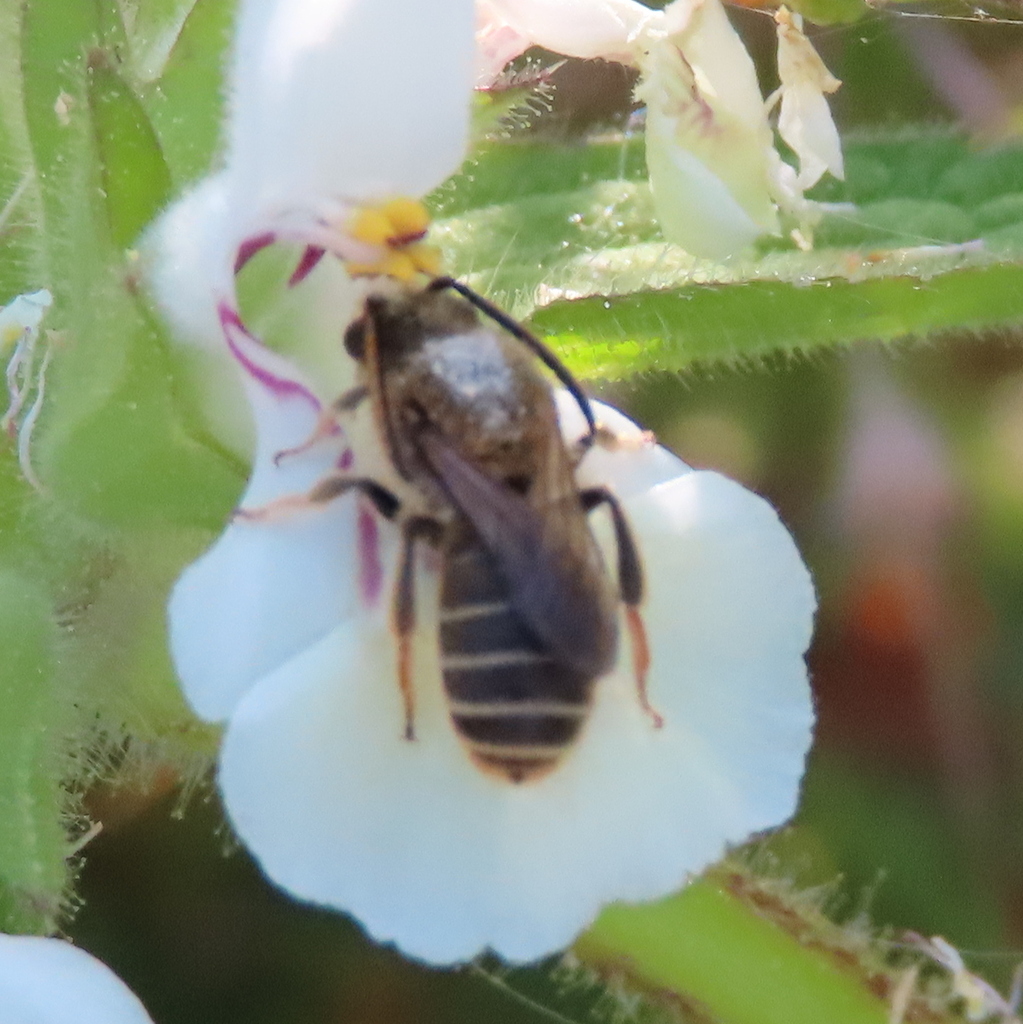 Bristle-headed Bees from Western Greece, Greece on April 29, 2023 at 06 ...
