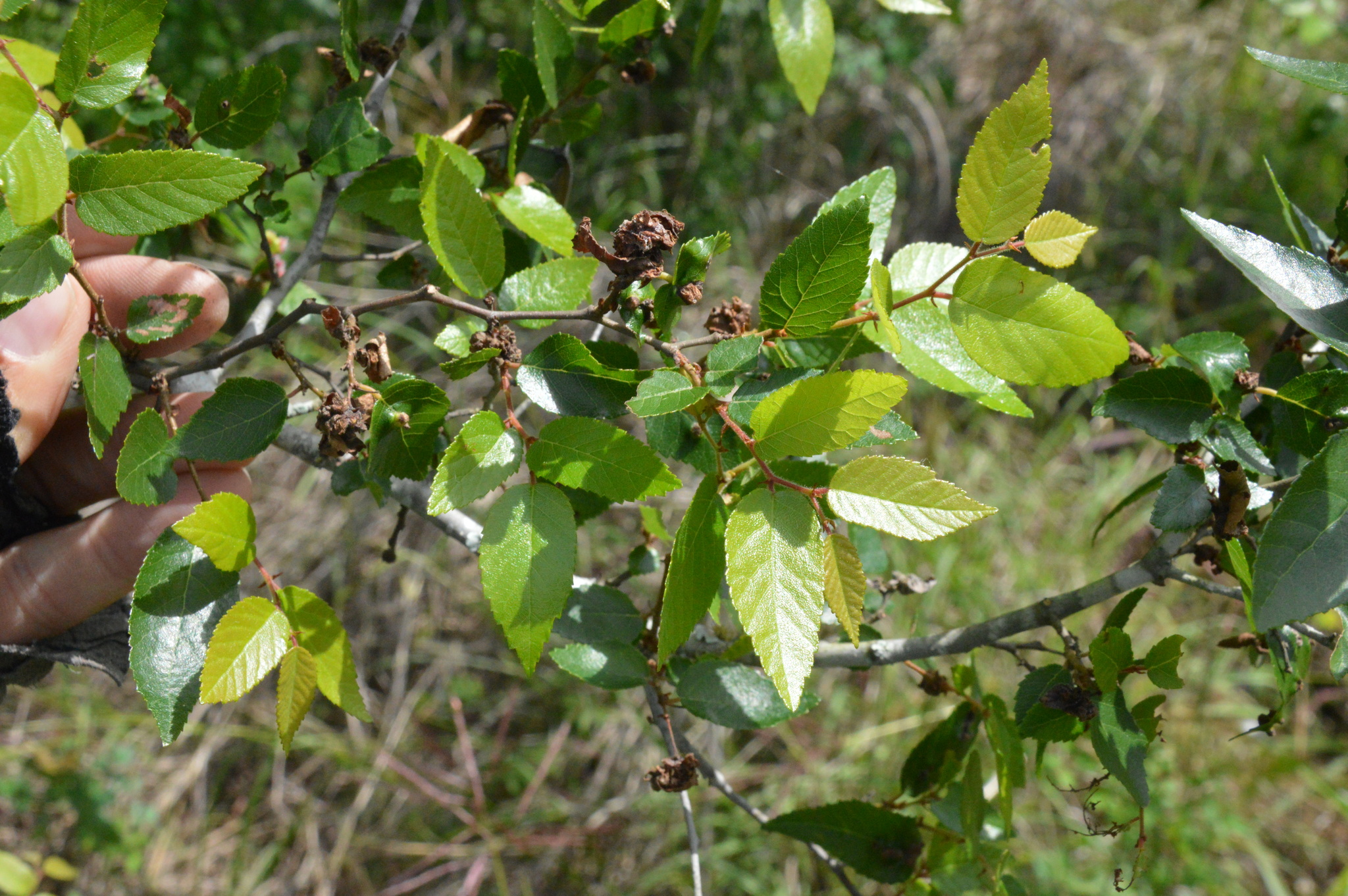 Planera aquatica J.F.Gmel.