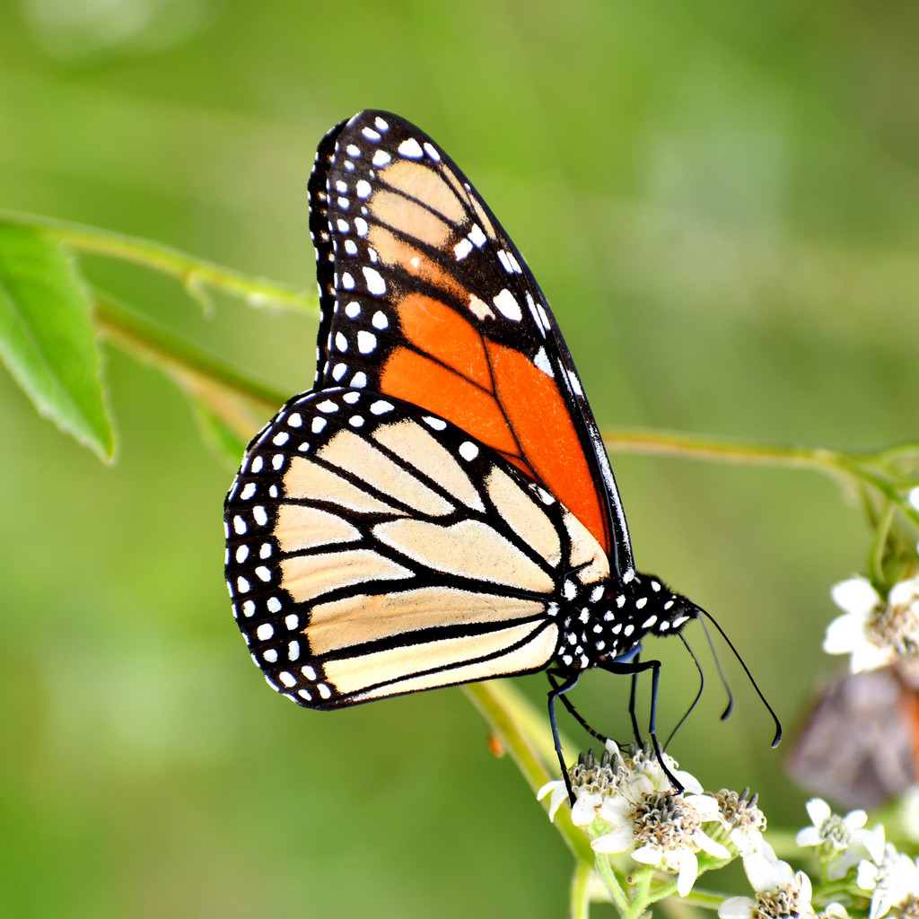 Danaus plexippus plexippus (Madeira Butterflies) · iNaturalist