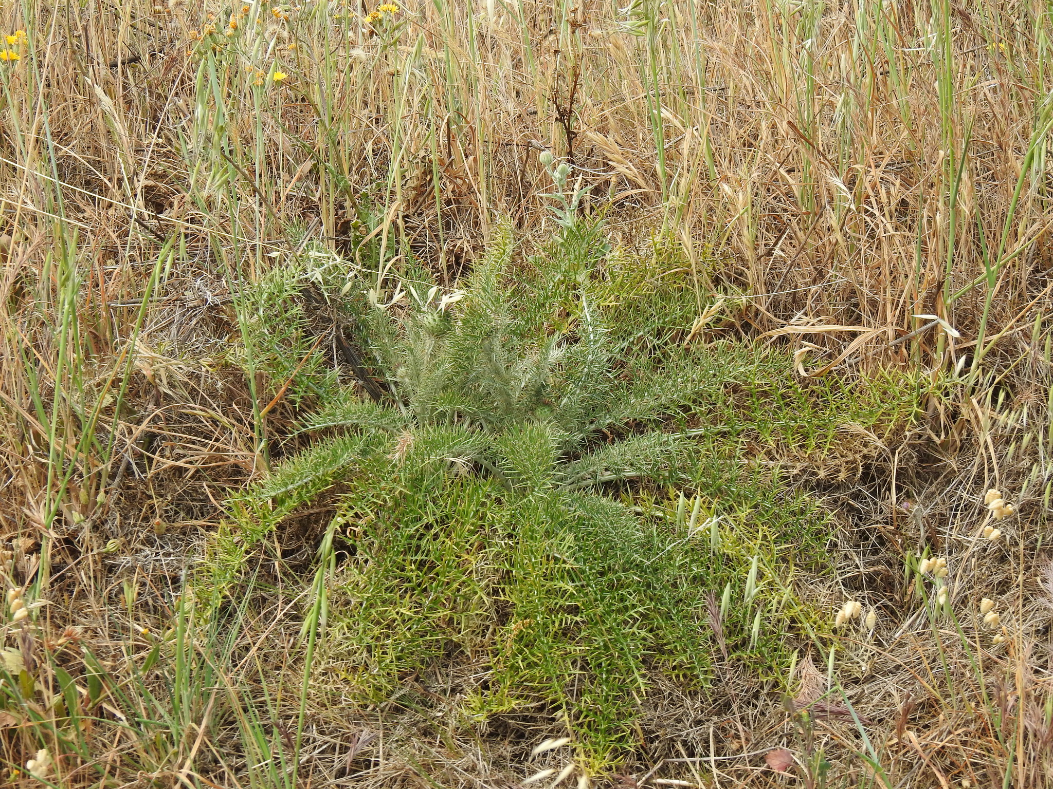Cynara humilis L.