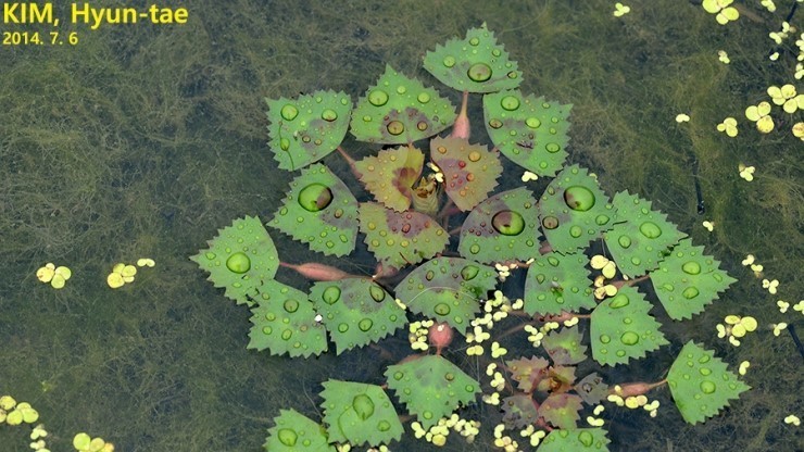 (Trapa japonica) - Botanical Realm