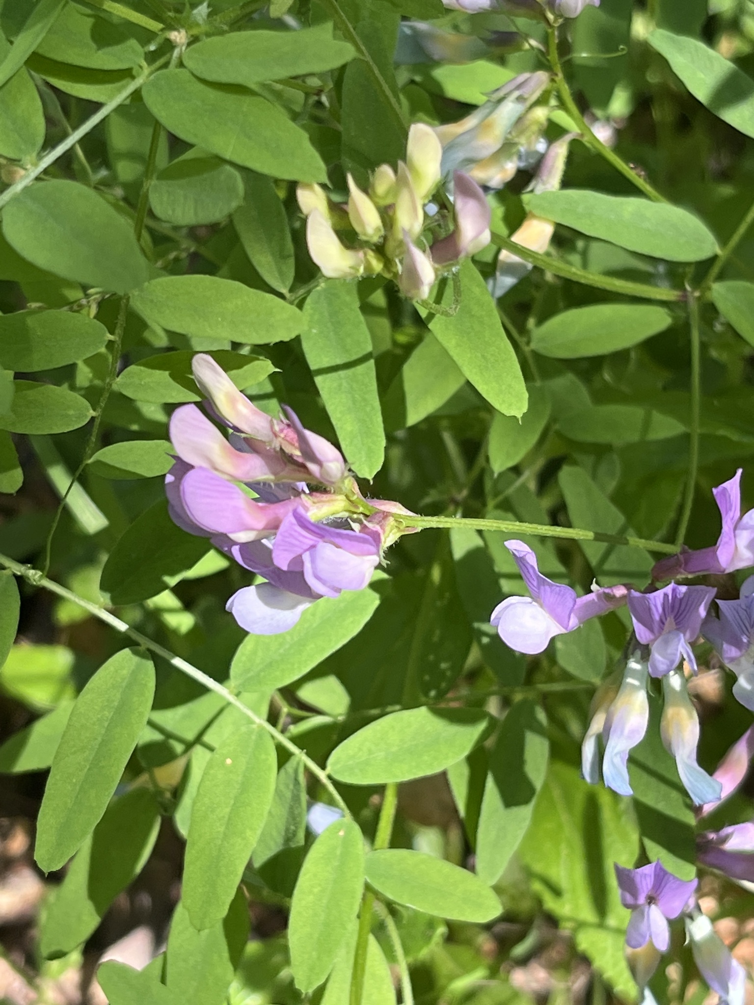 Vicia americana Muhl. ex Willd.