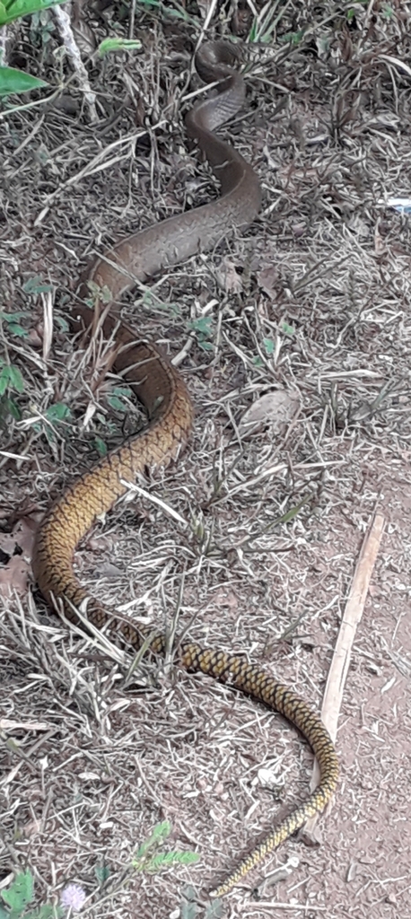 Oriental Rat Snake from Nadal, Kerala 670007, India on April 29, 2023 ...