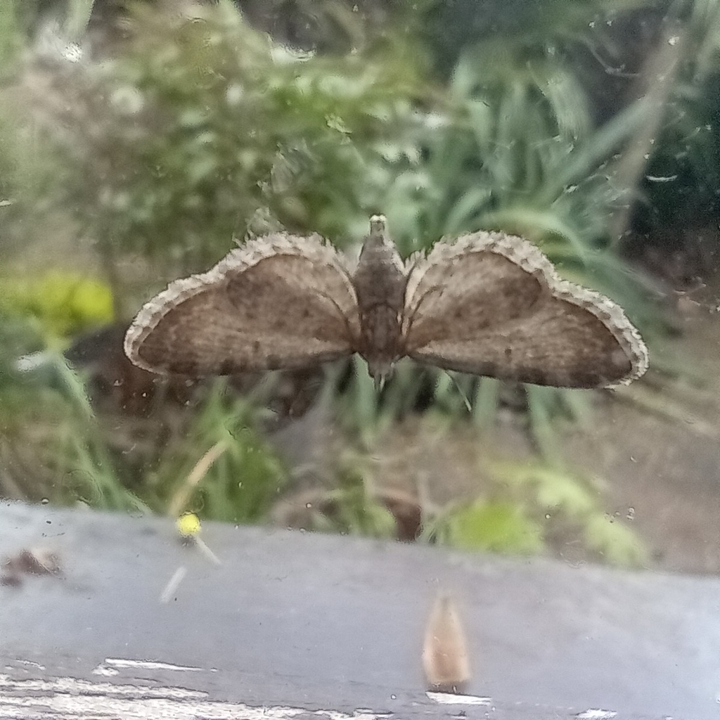 Pug Moths from Garden Village, Hull, UK on April 29, 2023 at 06:21 PM ...