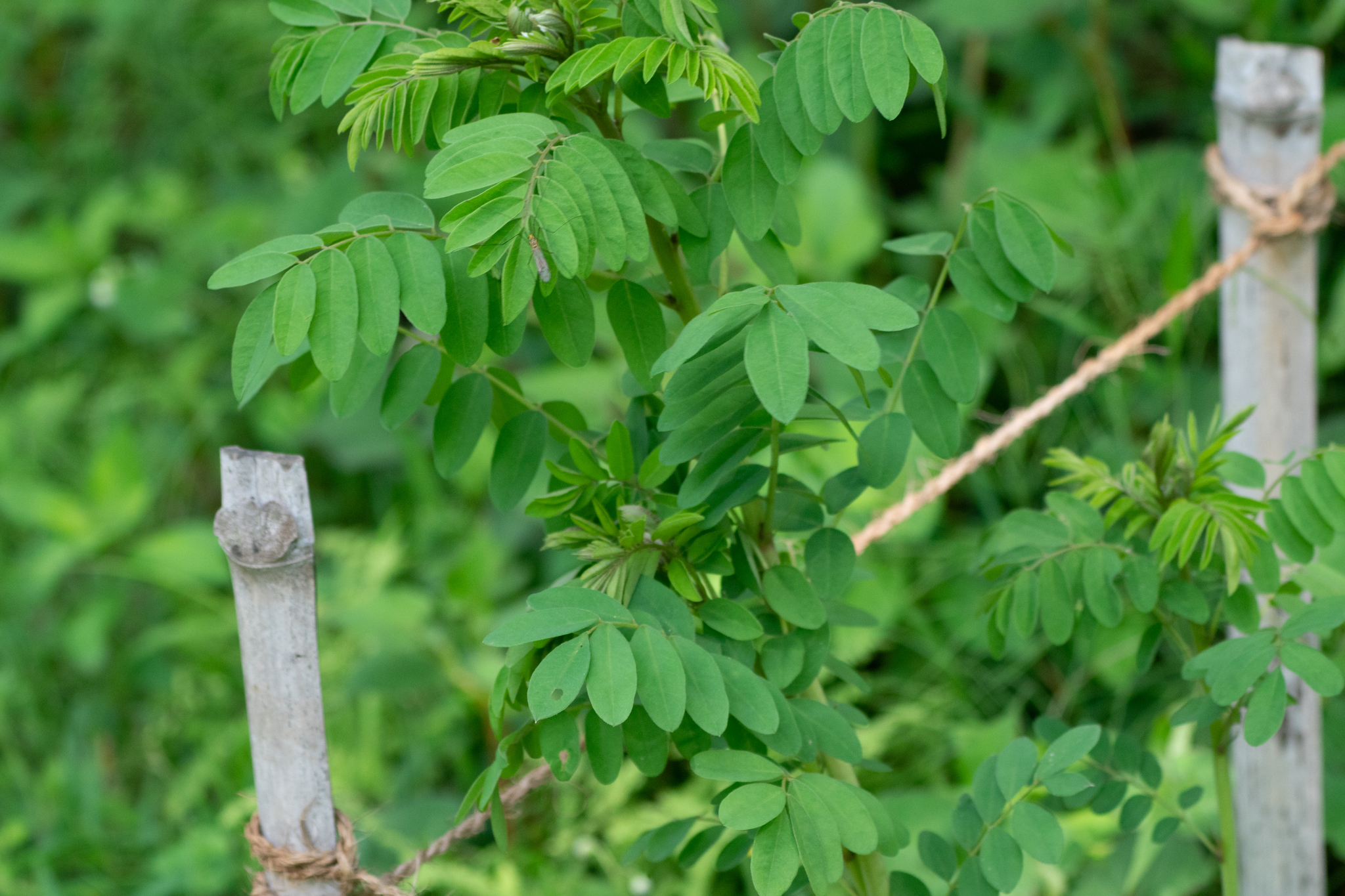 Sophora flavescens Aiton