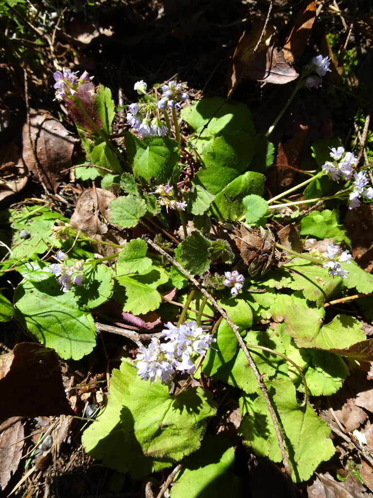 snow queen from Kitsap County, WA, USA on April 28, 2023 at 12:12 PM by ...
