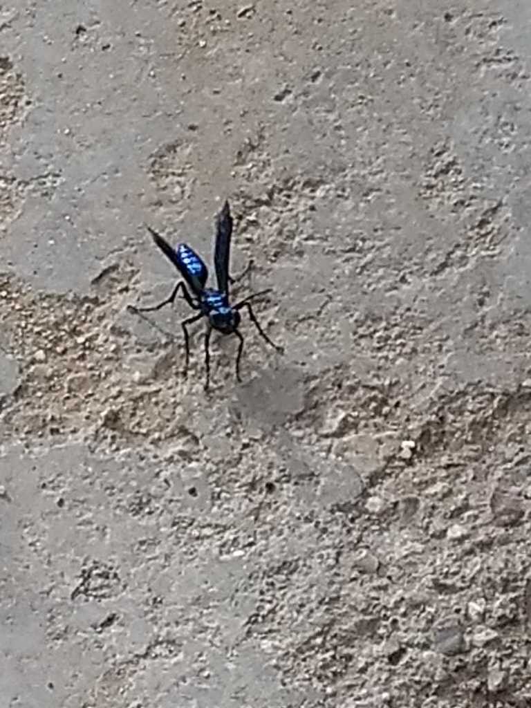 Thread-waisted Wasps in May 2018 by luisangelt · iNaturalist