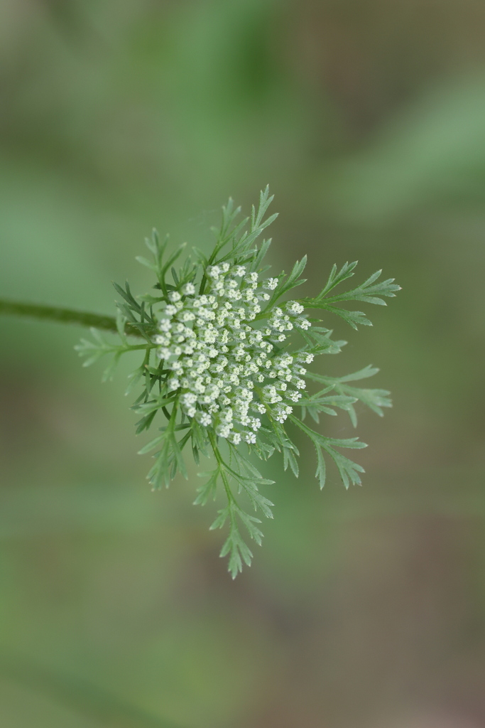 American wild carrot from Washington, TX 77880, USA on April 23, 2023 ...